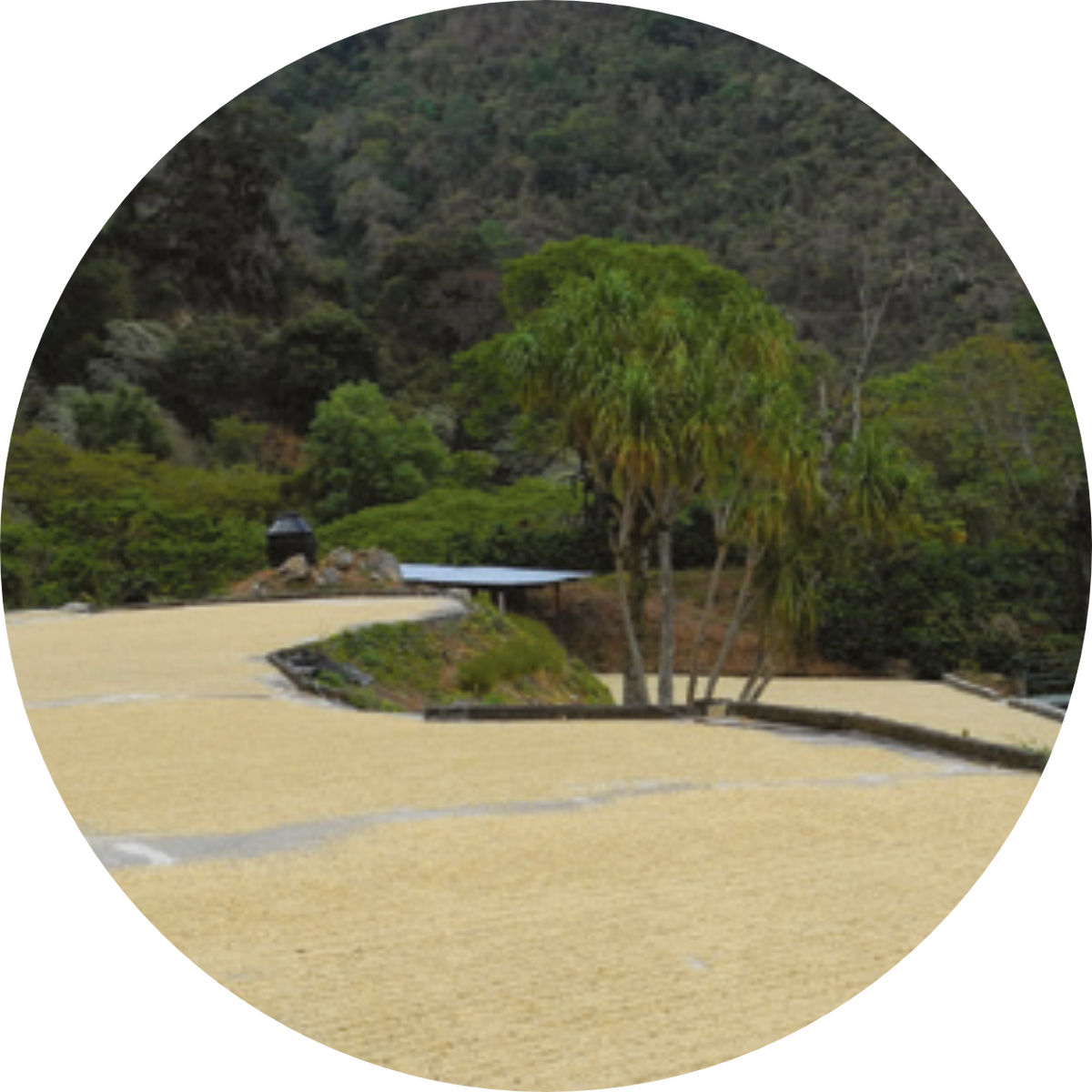 Barösta Kaffee - Costa Rica TARRAZÚ | WASHED